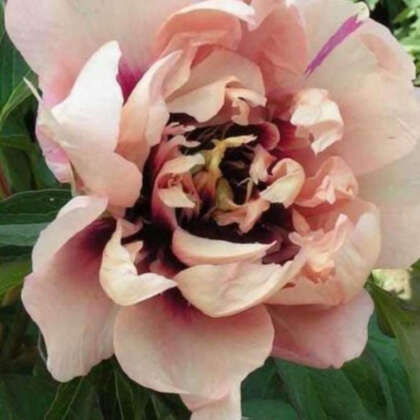 Perennials - Garden Express - Australia's Largest Online Nursery