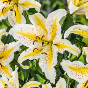 Lilium Miss Feya - Garden Express