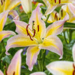 Liliums - Garden Express - Australia's Largest Online Nursery
