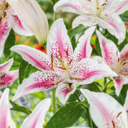 Lilium Sorbonne - Garden Express