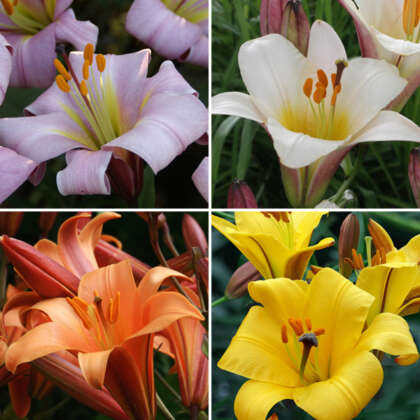 Liliums - Garden Express - Australia's Largest Online Nursery