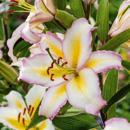 Liliums - Garden Express - Australia's Largest Online Nursery