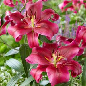 Liliums - Garden Express - Australia's Largest Online Nursery