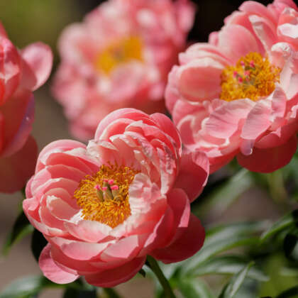 Peony Roses - Garden Express - Australia's Largest Online Nursery