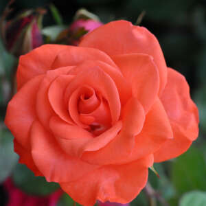 Hybrid Tea Roses - Garden Express - Australia's Largest Online Nursery