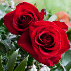 Hybrid Tea Roses - Garden Express - Australia's Largest Online Nursery