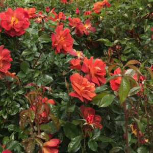 Hybrid Tea Roses - Garden Express - Australia's Largest Online Nursery