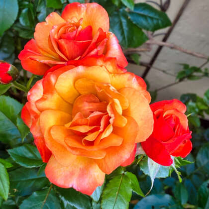 Roses - Garden Express - Australia's Largest Online Nursery