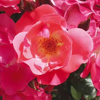 Roses - Garden Express - Australia's Largest Online Nursery