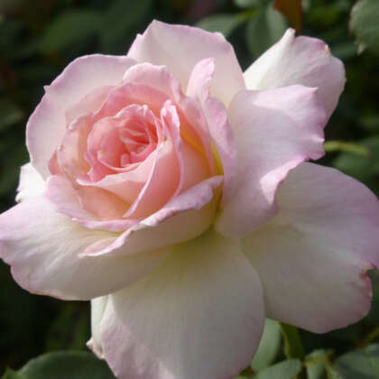 Hybrid Tea Roses - Garden Express - Australia's Largest Online Nursery