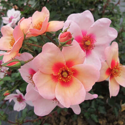 Roses - Garden Express - Australia's Largest Online Nursery