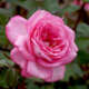 Hybrid Tea Roses - Garden Express - Australia's Largest Online Nursery