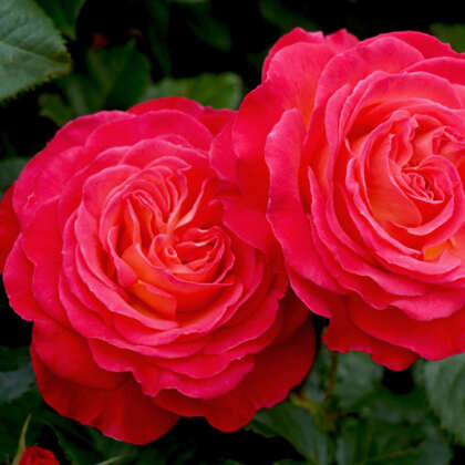 Hybrid Tea Roses - Garden Express - Australia's Largest Online Nursery