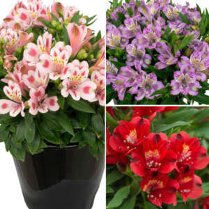 Perennials - Garden Express - Australia's Largest Online Nursery