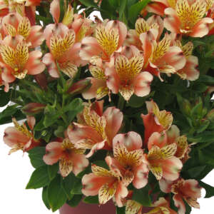 Alstroemeria (Peruvian Lilies) - Garden Express - Online Nursery