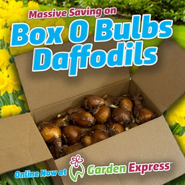 Box O Bulbs Daffodils - Garden Express