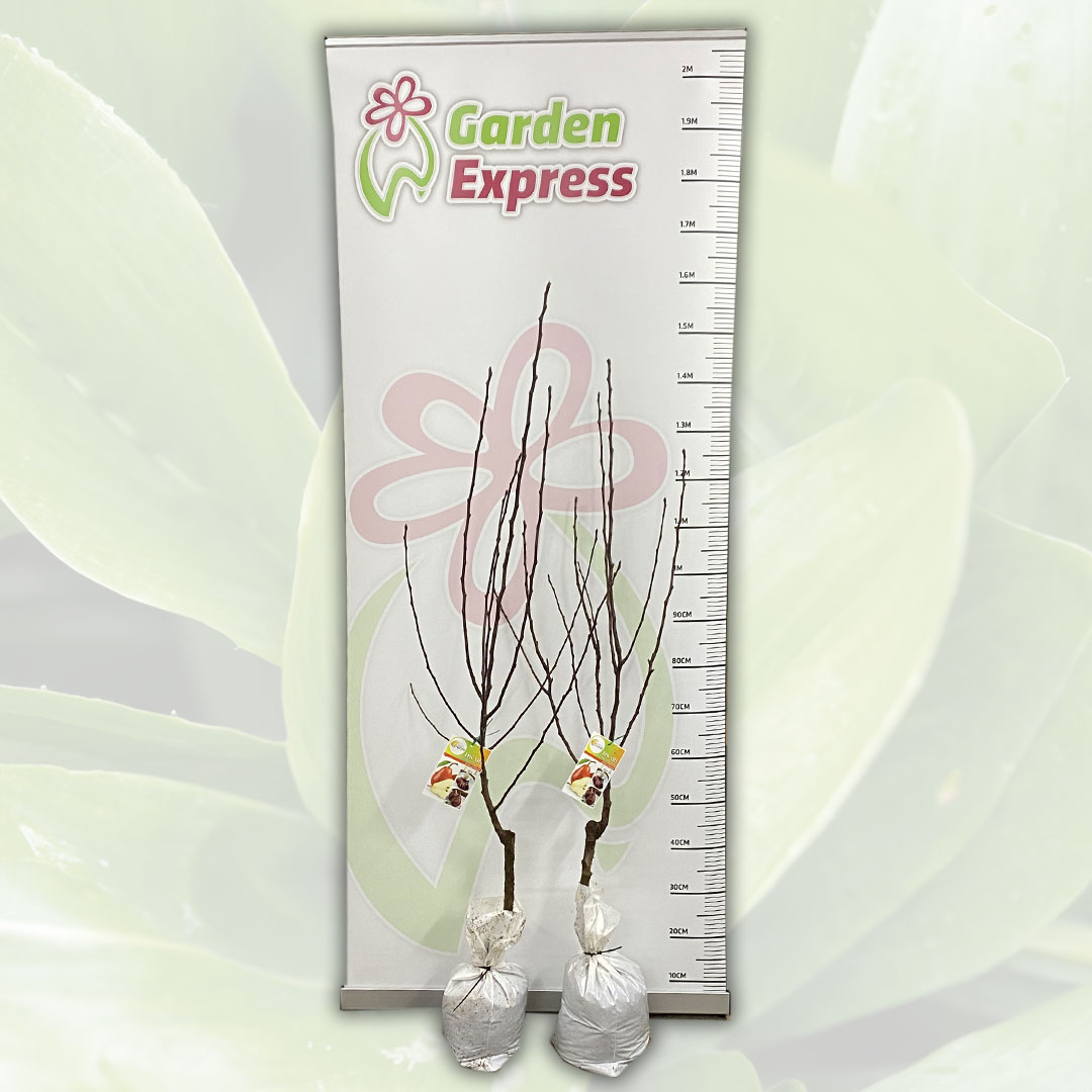 Dwarf Pear Red Princess (PBR) - Garden Express