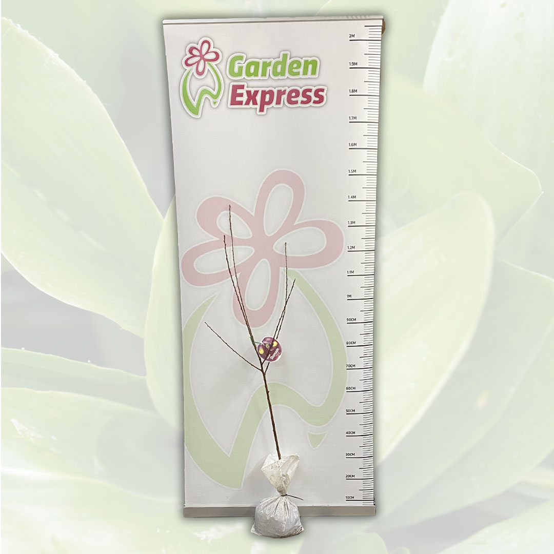 Dwarf Plum Damson - Garden Express