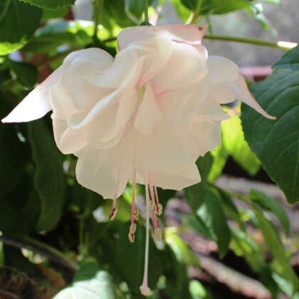 Flowering Shrubs - Garden Express - Australia's Largest Online Nursery