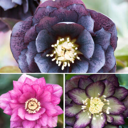 Hellebores - Garden Express - Australia's Largest Online Nursery