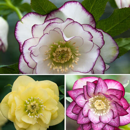 Hellebores - Garden Express - Australia's Largest Online Nursery
