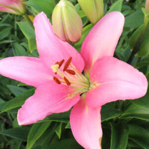 Liliums - Garden Express - Australia's Largest Online Nursery