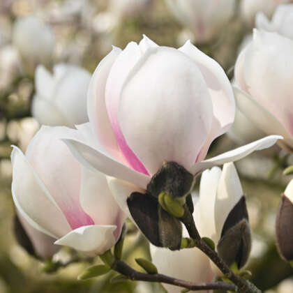 Magnolias - Garden Express - Australia's Largest Online Nursery