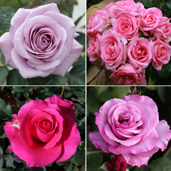 Rose Passion Collection - 4 Roses - Garden Express