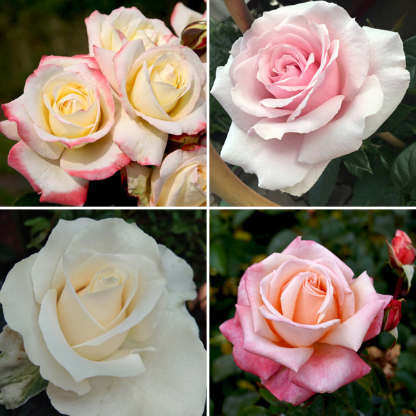 Rose Collections - Garden Express