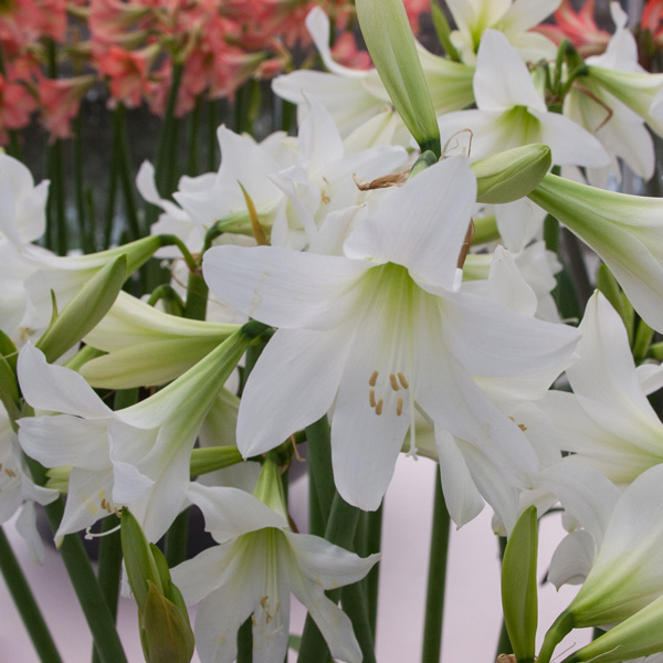 Hippeastrum - Garden Express - Online Nursery