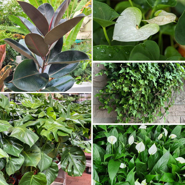 Indoor Plants Starter Pack - Garden Express