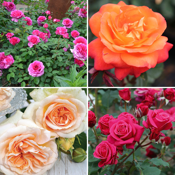 Showpiece Rose Collection 2 - Garden Express
