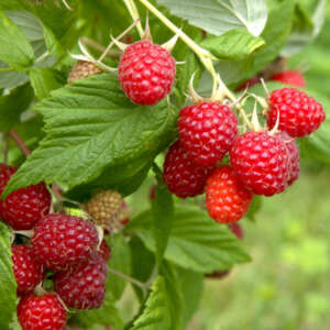 Raspberry Willamette - Garden Express