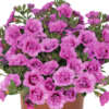 Calibrachoa - Garden Express - Australia's Largest Online Nursery