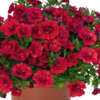 Calibrachoa - Garden Express - Australia's Largest Online Nursery