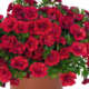 Calibrachoa - Garden Express - Australia's Largest Online Nursery