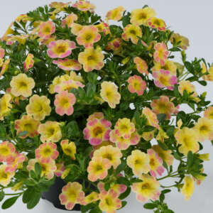 Calibrachoa - Garden Express - Australia's Largest Online Nursery