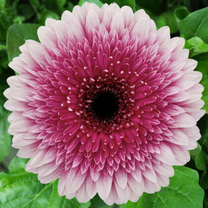 Gerberas (Transvaal daisy) - Garden Express - Online Nursery