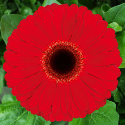 Perennials - Garden Express - Australia's Largest Online Nursery