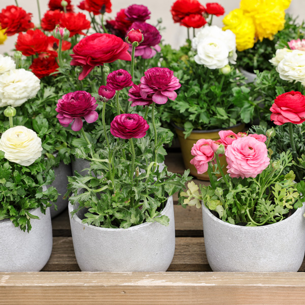 Ranunculus - Garden Express - Australia's Largest Online Nursery