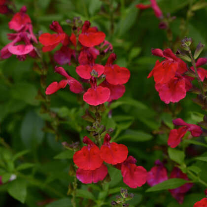 Salvia - Garden Express - Australia's Largest Online Nursery