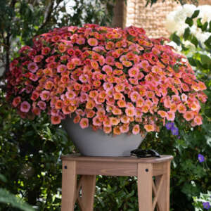 Calibrachoa - Garden Express - Australia's Largest Online Nursery