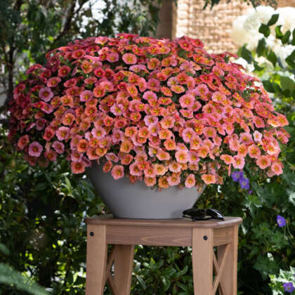 Calibrachoa - Garden Express - Australia's Largest Online Nursery