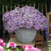 Calibrachoa - Garden Express - Australia's Largest Online Nursery