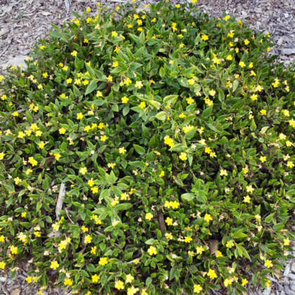 Native Ground Covers - Garden Express - Online Nursery