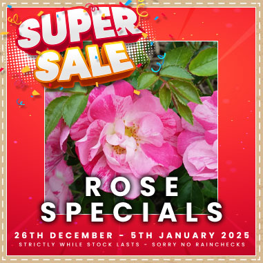 Rose Specials - Garden Express - Australia's Largest Online Nursery