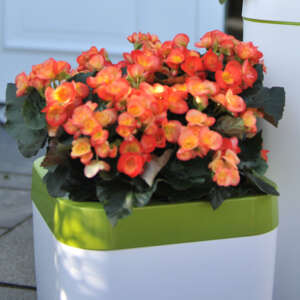 Tuberous Begonias - Garden Express - Australia's Largest Online Nursery