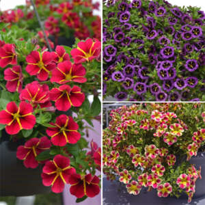 Calibrachoa - Garden Express - Australia's Largest Online Nursery