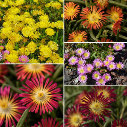 Pigface - Garden Express - Australia's Largest Online Nursery