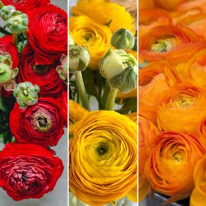 Ranunculus - Garden Express - Australia's Largest Online Nursery